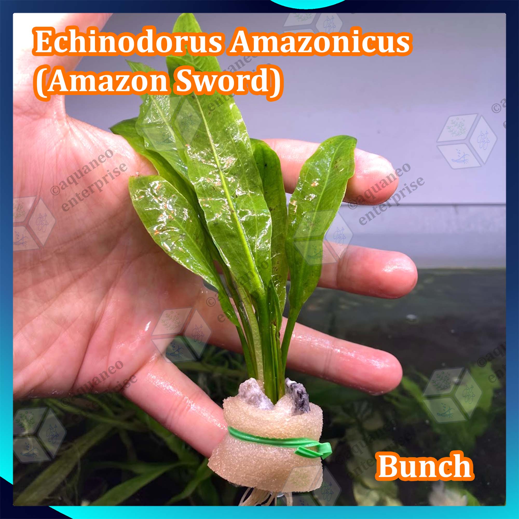Echinodorus Amazonicus Buy Amazon Sword For Sale | Fast Delivery