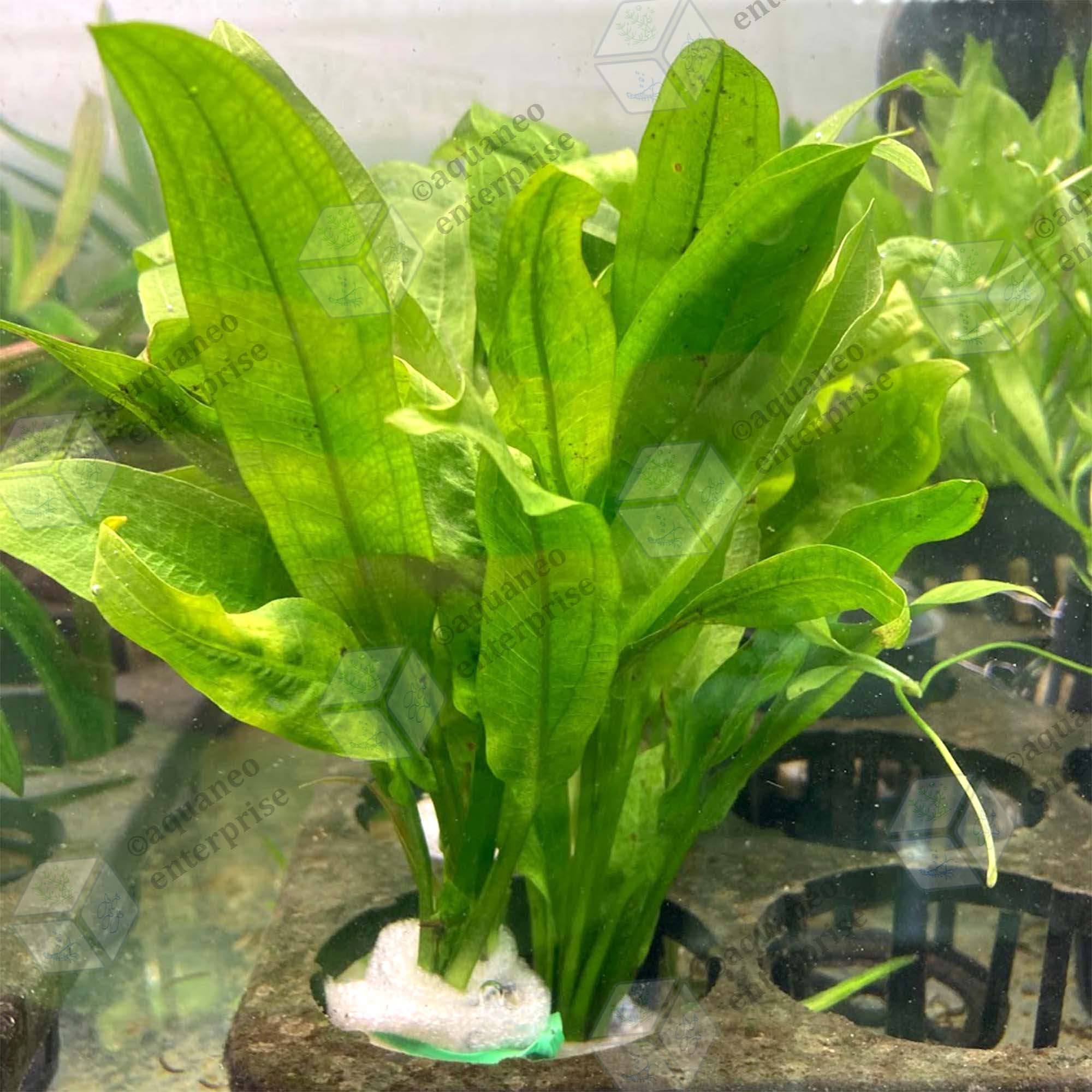 Freshwater Aquarium Plant Sword