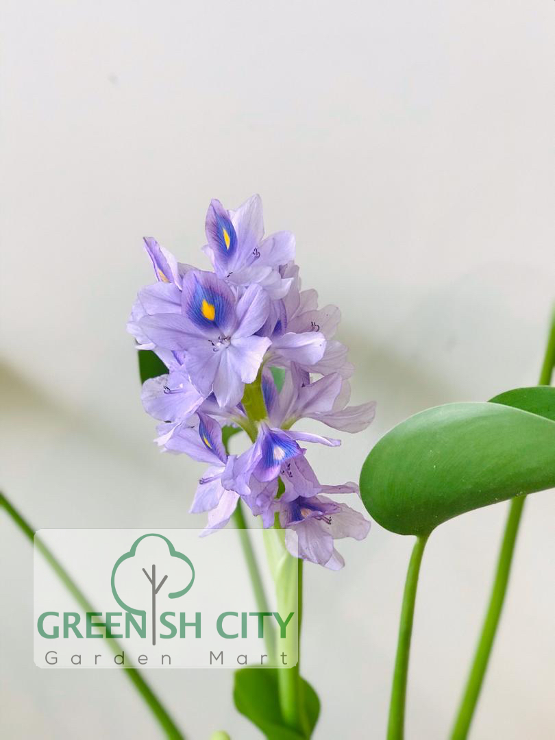 Water Hyacinth Plant Care