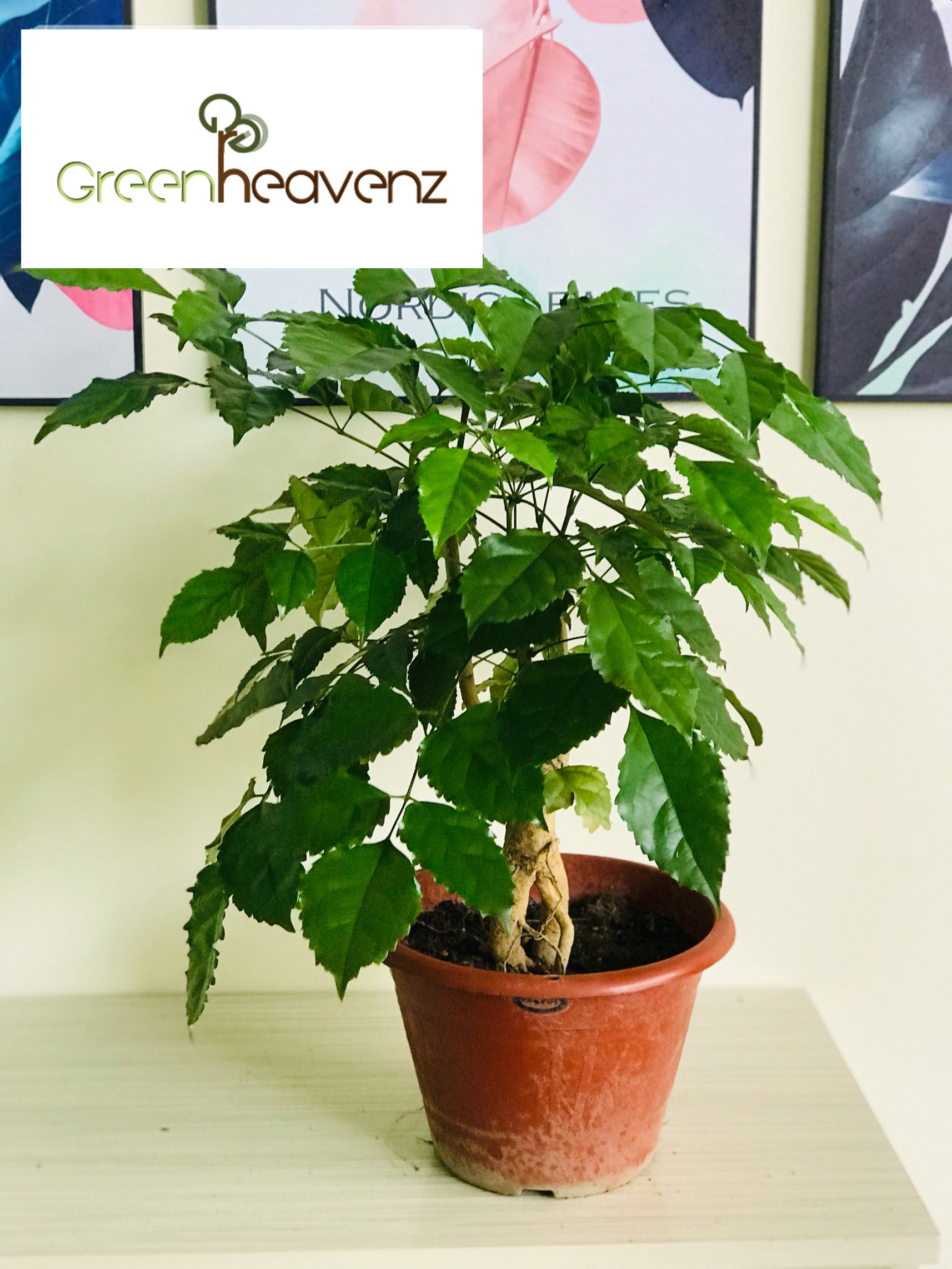 China Doll Bonsai Tree