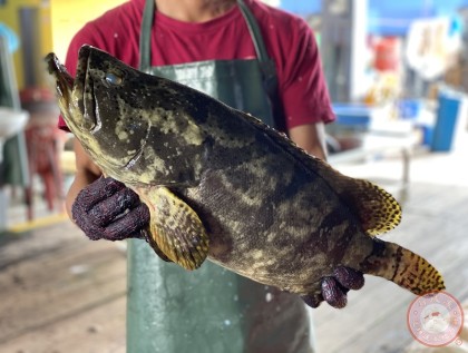 Dragon Grouper | 龙虎斑 【2kg up】 | Fresh Seafood Direct from Sekinchan ...