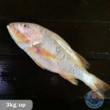 Golden Snapper | Jenahak Merah | 红皂【3kg up/pcs】 | Fresh Seafood Direct ...