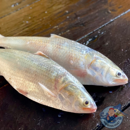 Toli Shad | Ikan Terubok | 刺壳 【1.8 kg up】 | Fresh Seafood Direct from ...