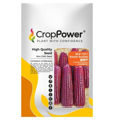 Purple Sweet Corn Sweet Scarlet SCP1311 | JOM TANAM | Malaysia #1 Tech ...