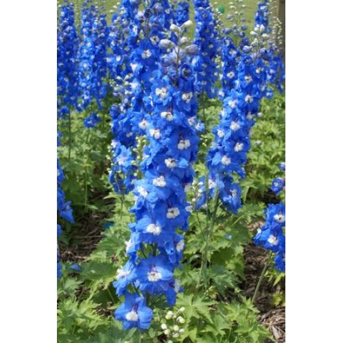 Delphinium Aurora Blue