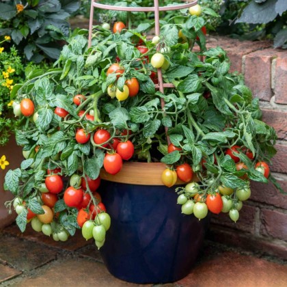 Tomato Summer Dew F1 (100sds) 番茄:夏露 Determinate Vegetable Seeds ...